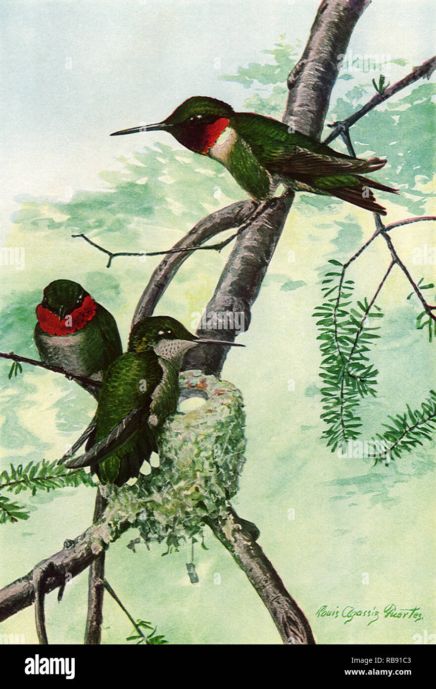 Vintage hummingbirds hi-res stock photography and images - Alamy