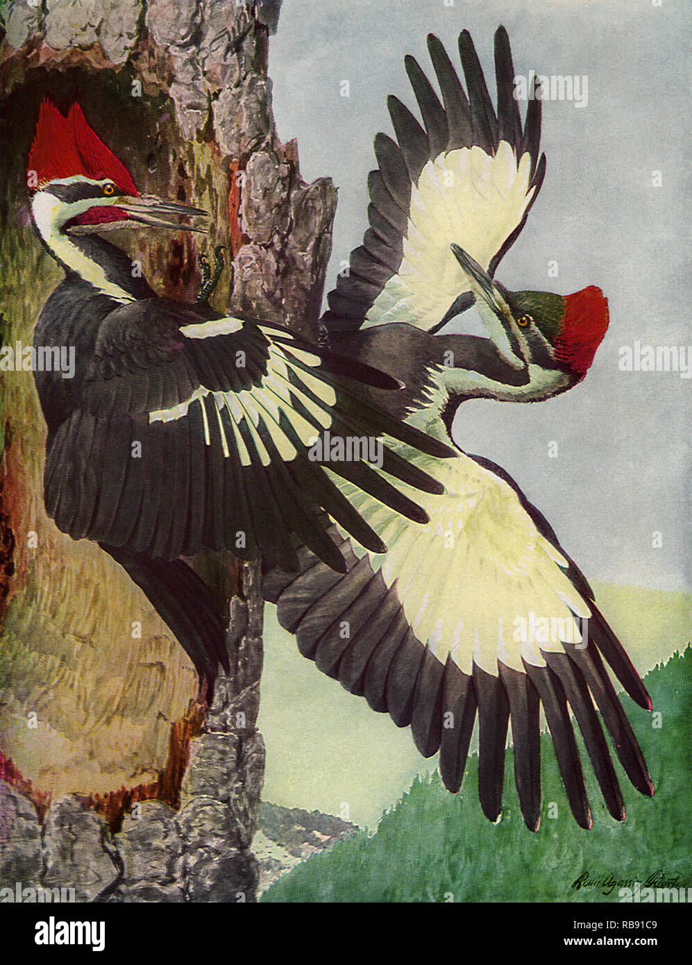 Pileated woodpecker illustration hi-res stock photography and images ...