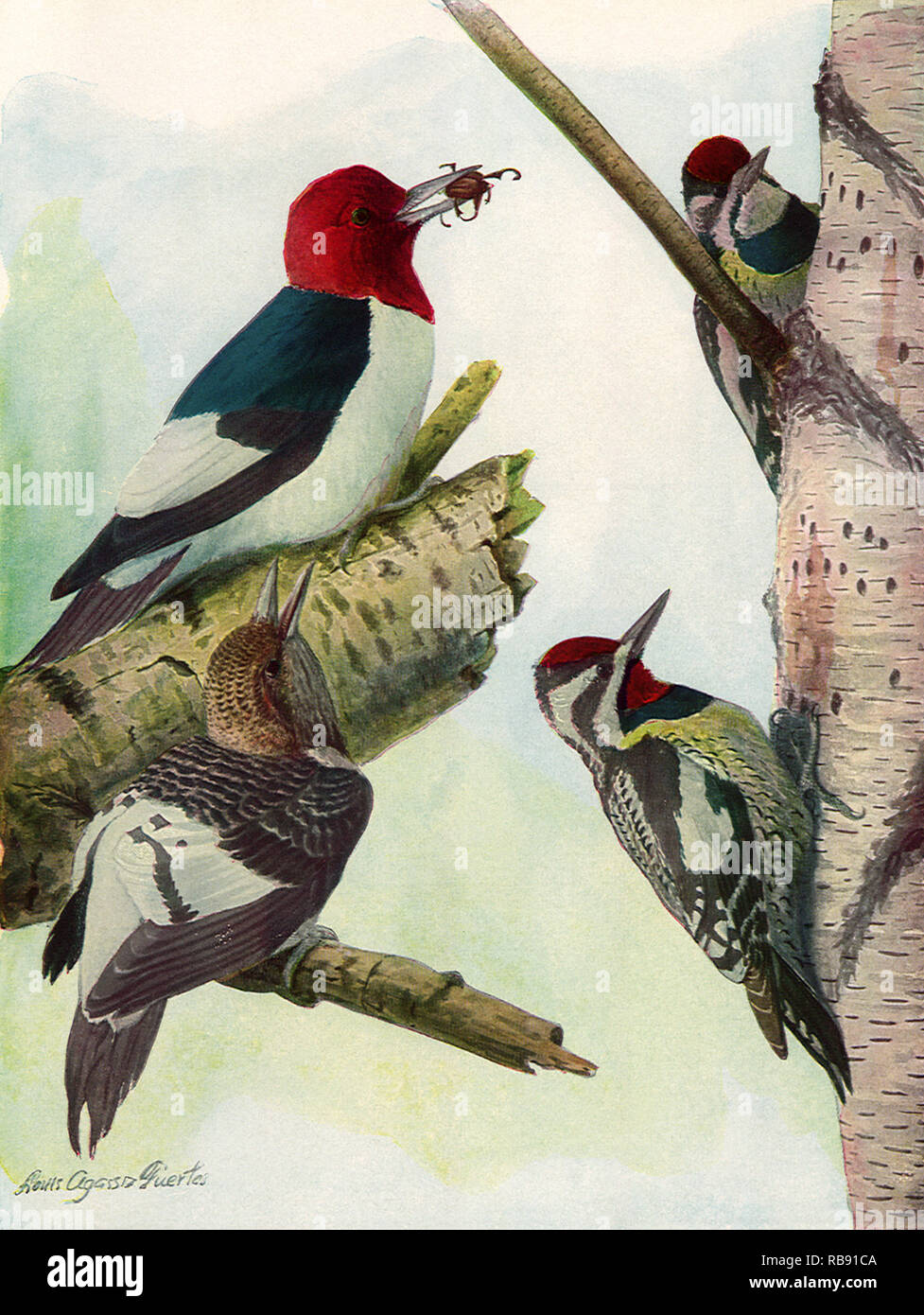 Juvenile sapsucker hi-res stock photography and images - Alamy