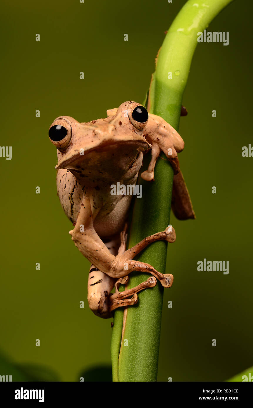 Borneo Eared Frog - Adult (Polypedates otilophus Stock Photo - Alamy