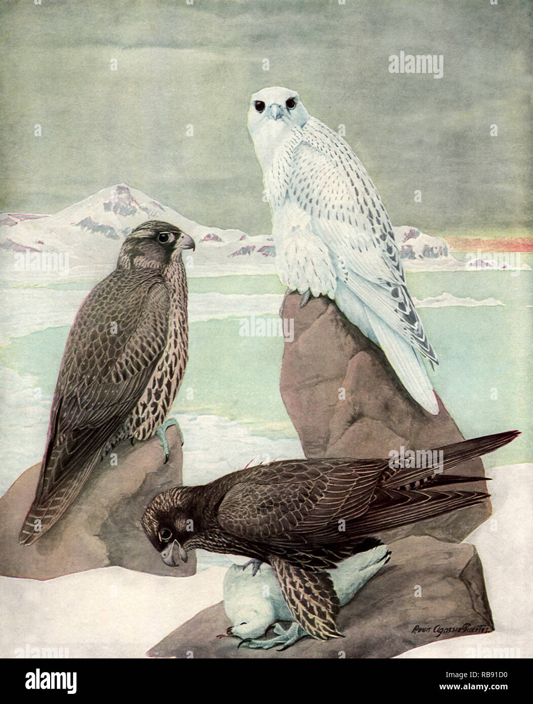 Black gyrfalcon hi-res stock photography and images - Alamy