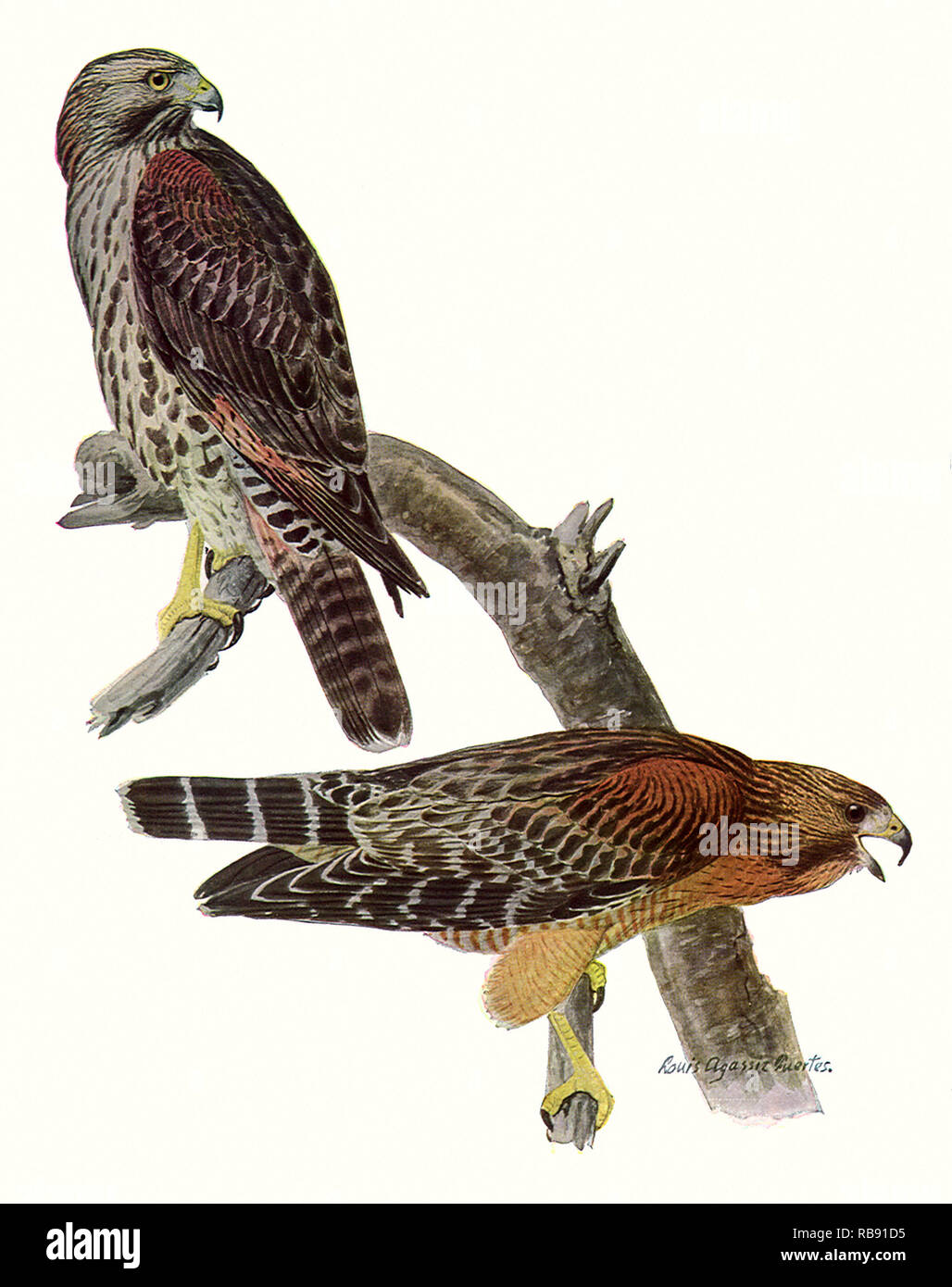 Vintage feathered fauna hi-res stock photography and images - Alamy