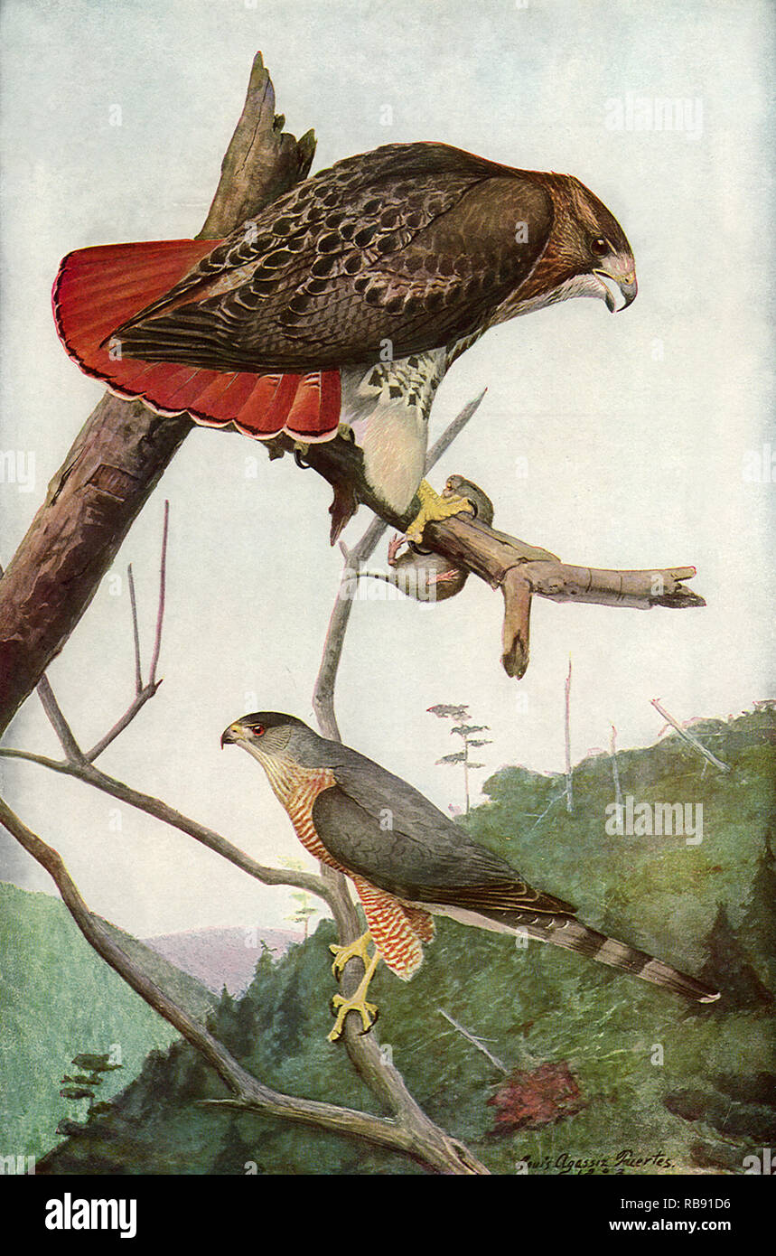 Hawks in the Wild Stock Photo - Alamy