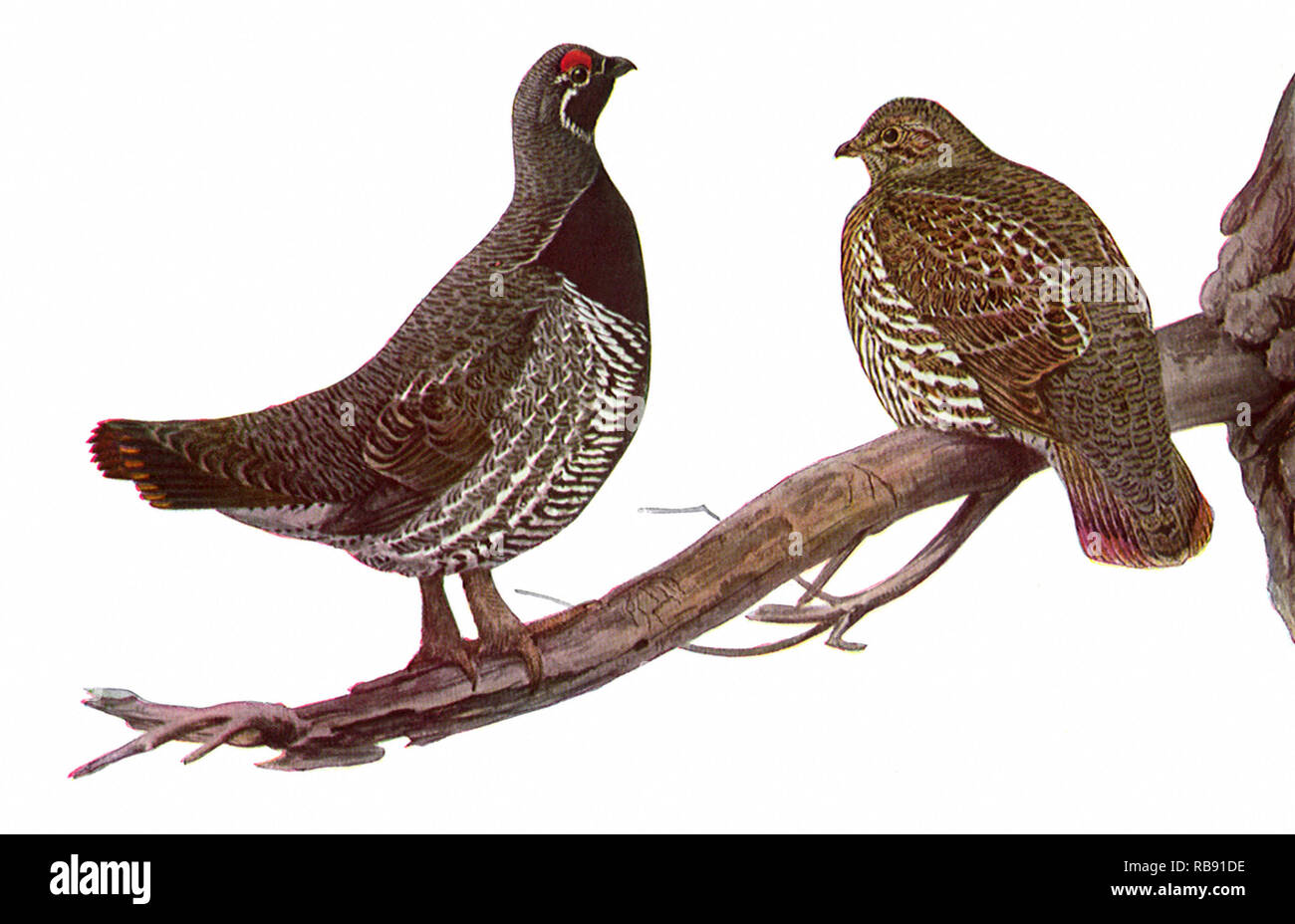 Canada Spruce Partridge Stock Photo - Alamy