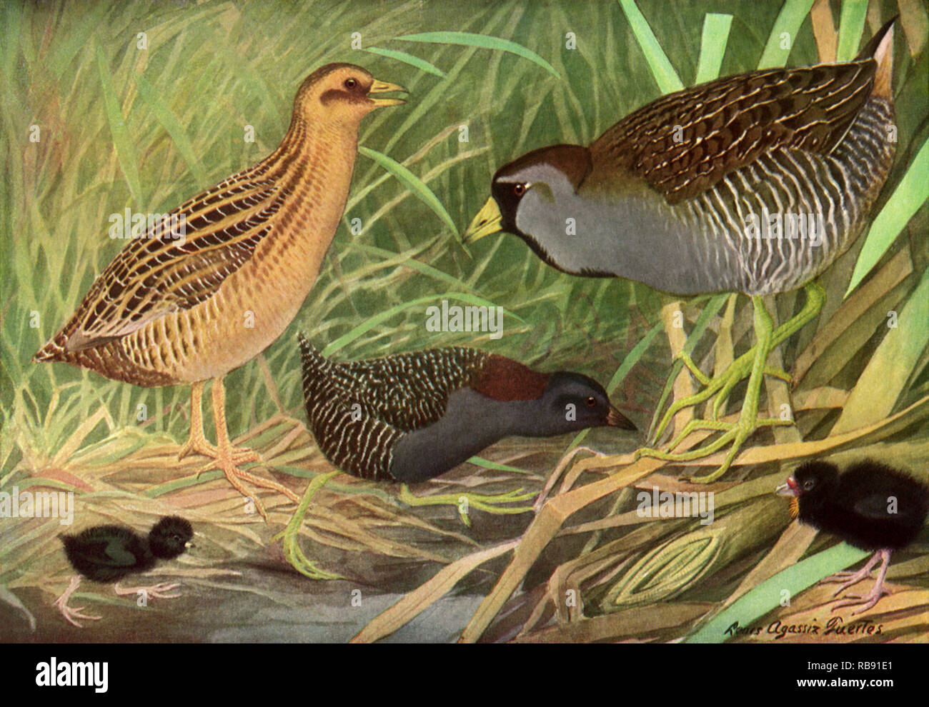 Birds sora rail hi-res stock photography and images - Alamy