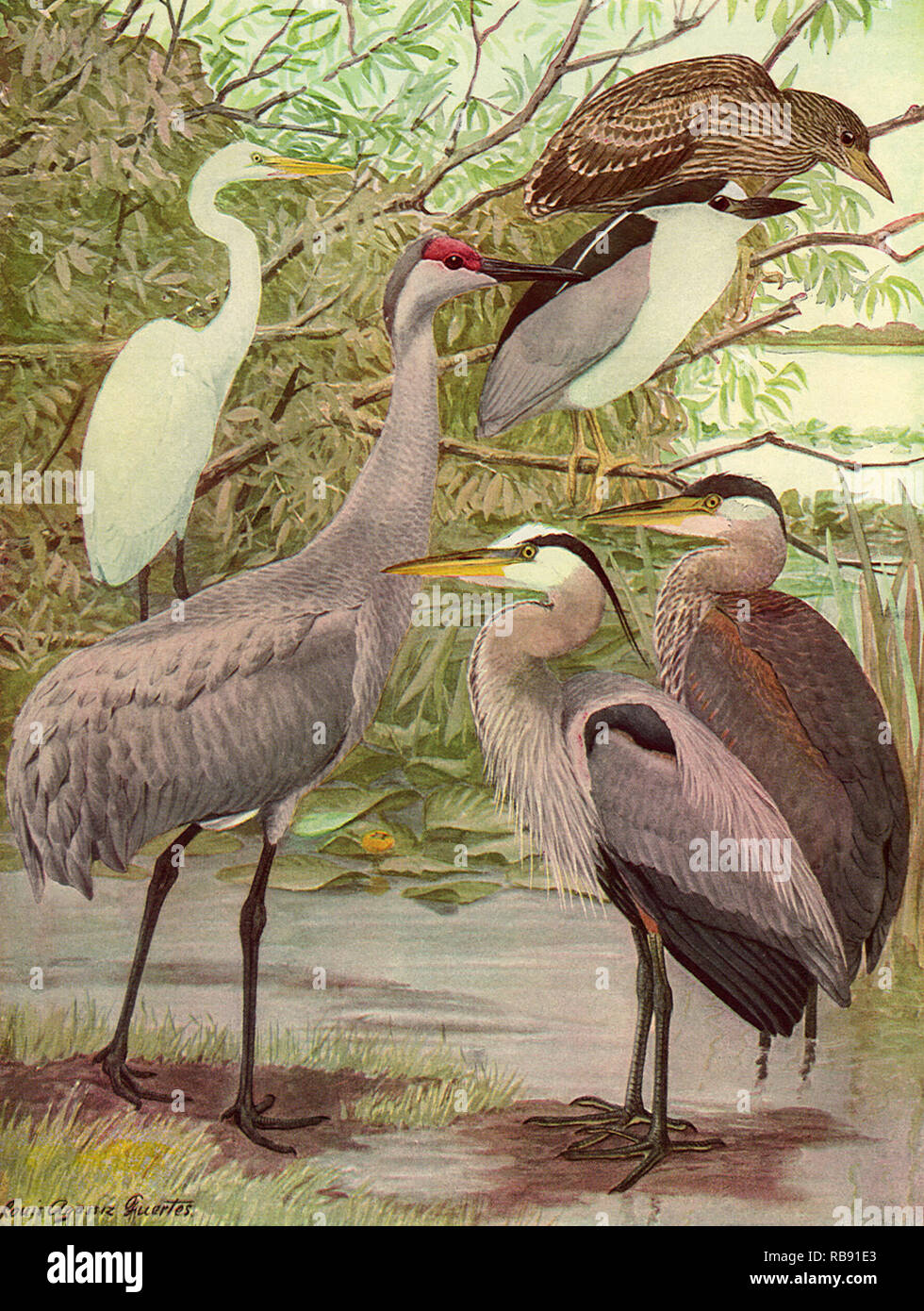 Lakeside birds hi-res stock photography and images - Alamy