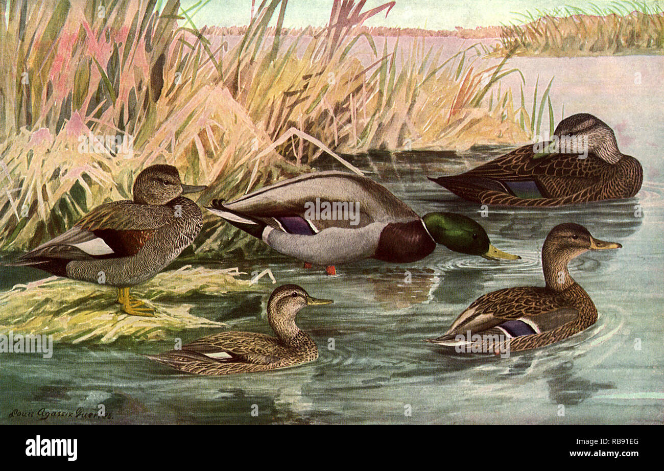 Animals and kinds hi-res stock photography and images - Alamy