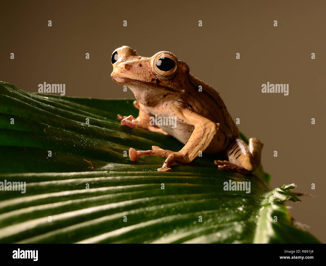 Borneo Eared Frog - Adult (Polypedates otilophus Stock Photo - Alamy