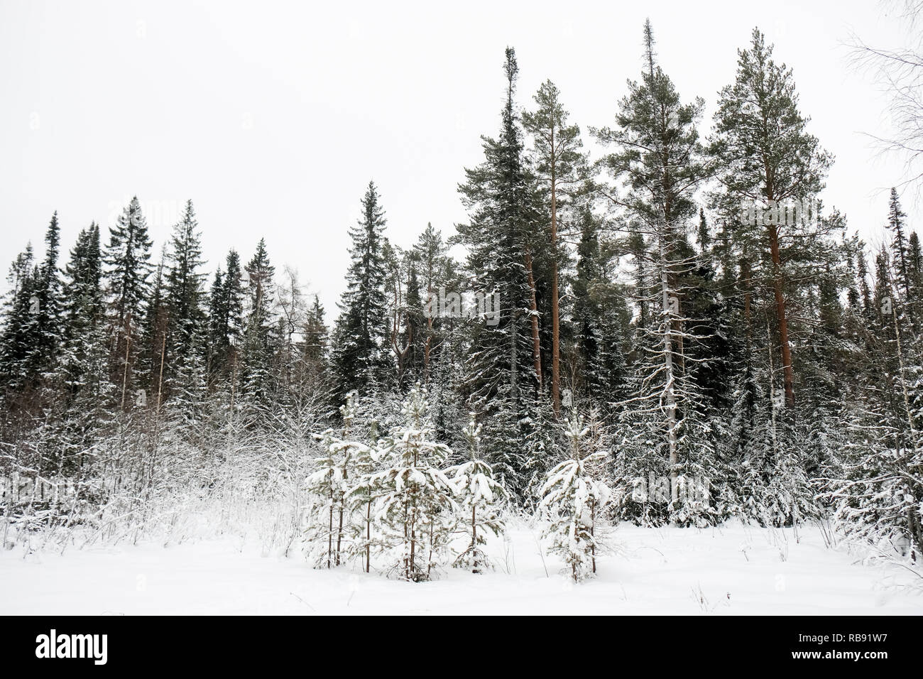 Forest in winter is completely frozen in Russia. Temperature is -30°C ...