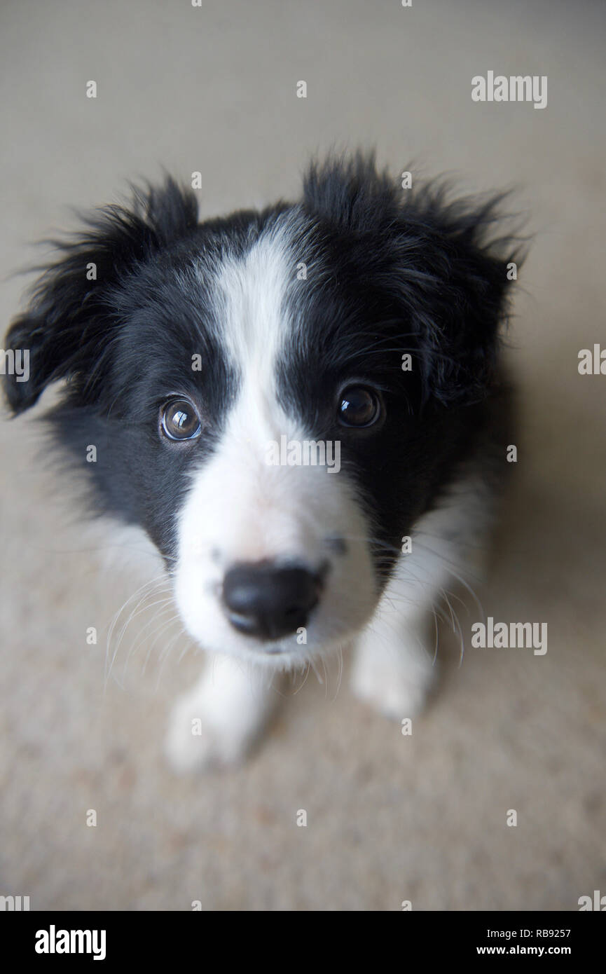 Puppy Border Collie sheepdog 8 weeks old Stock Photo - Alamy