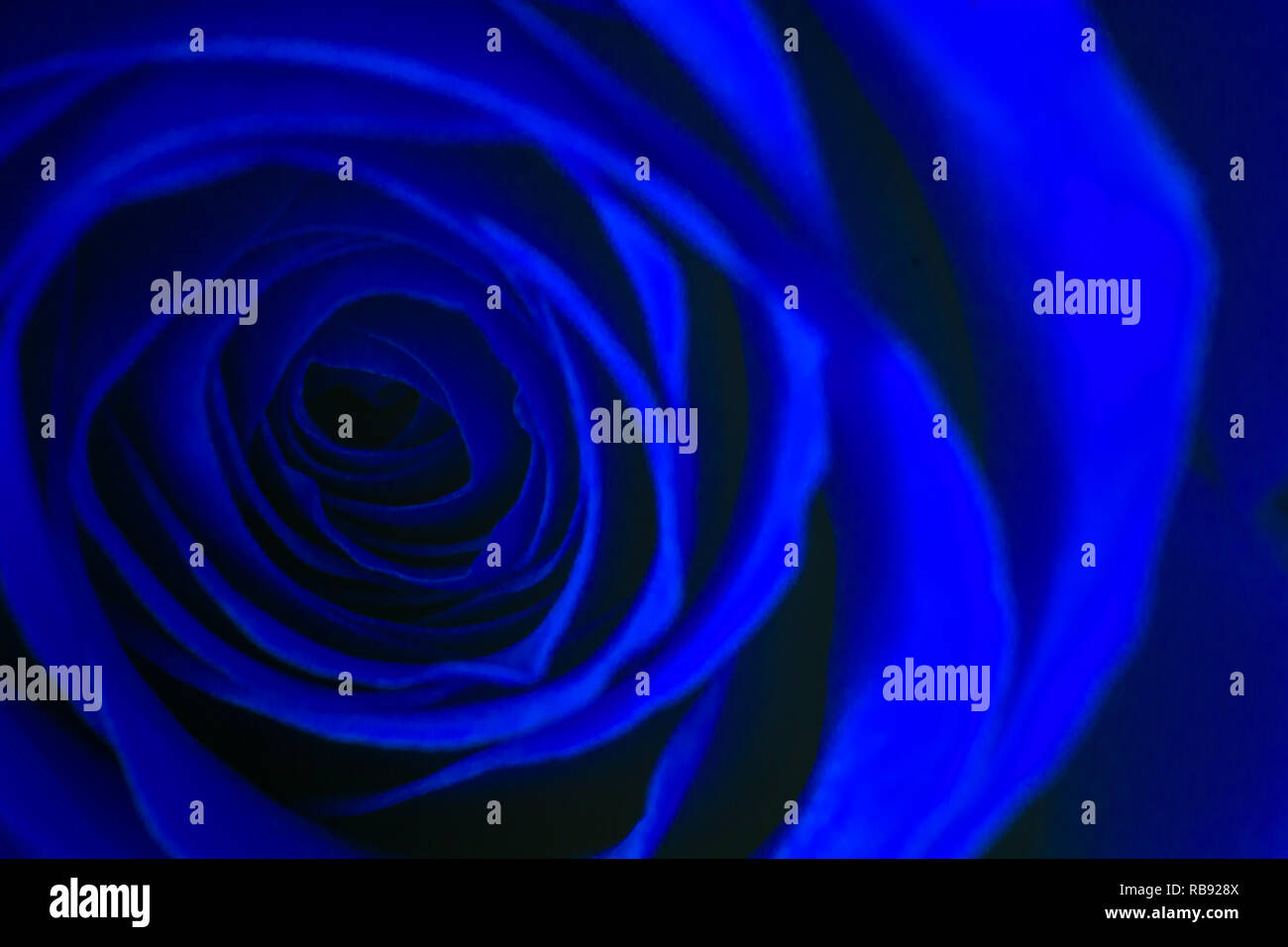 A Macro View of the Center of a Rose Stock Photo - Alamy