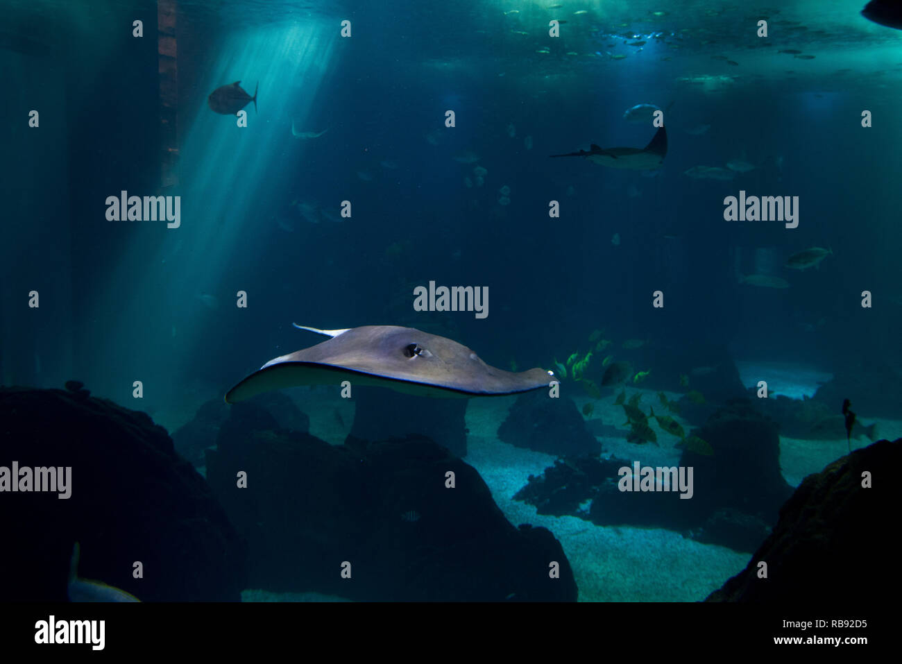 single specimen of manta swimming in an oceanic environment Stock Photo ...