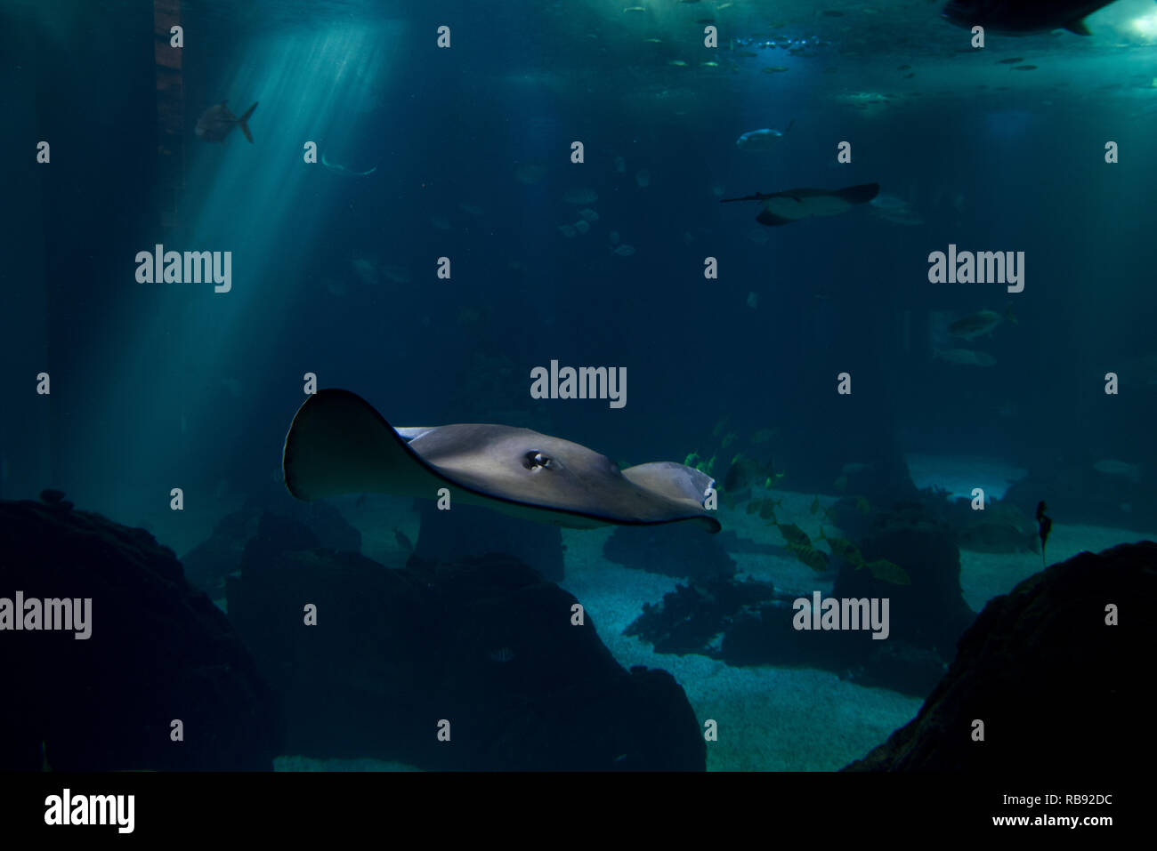 single specimen of manta swimming in an oceanic environment Stock Photo ...