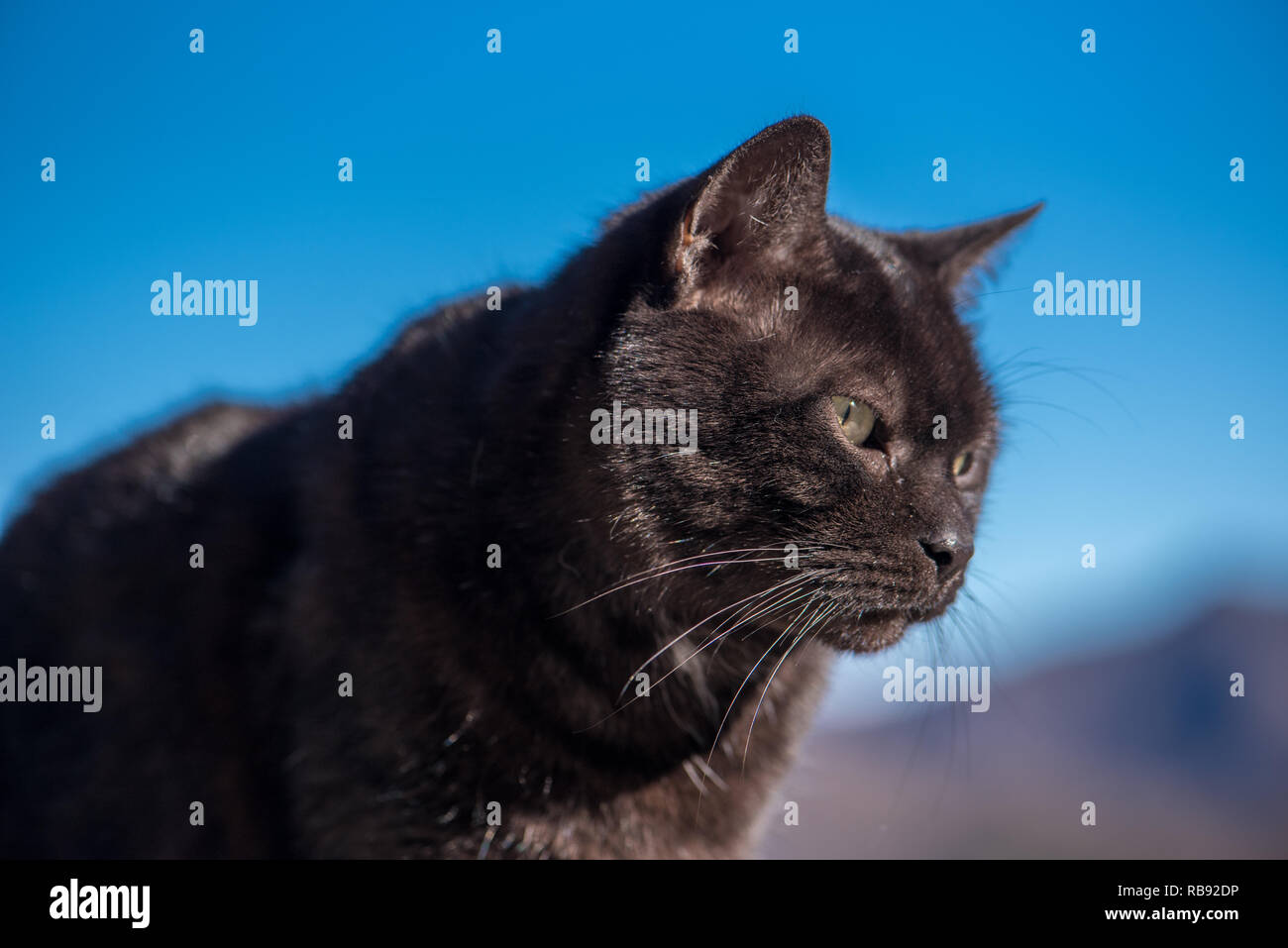 Stray cat close up hi-res stock photography and images - Alamy