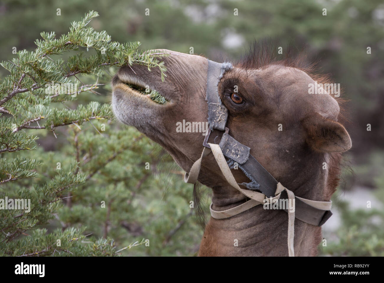 Camels eating plants in Nubra valley in Ladakh, India Stock Photo - Alamy