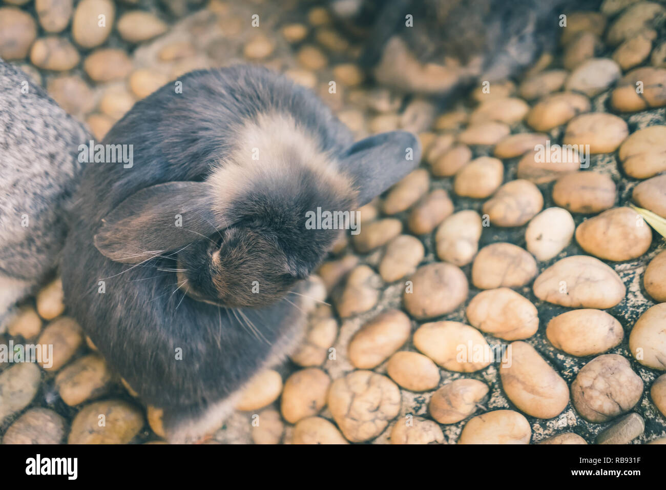 The cute rabbits are resting in the afternoon Stock Photo - Alamy