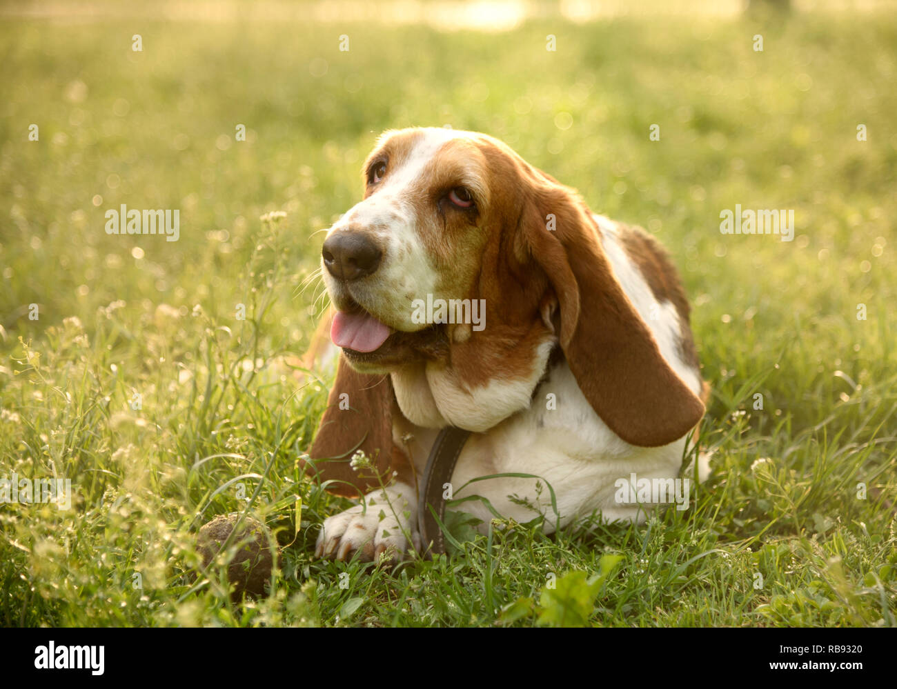 Outdoor dog portrait laying in green grass . Cute happy basset playing ...