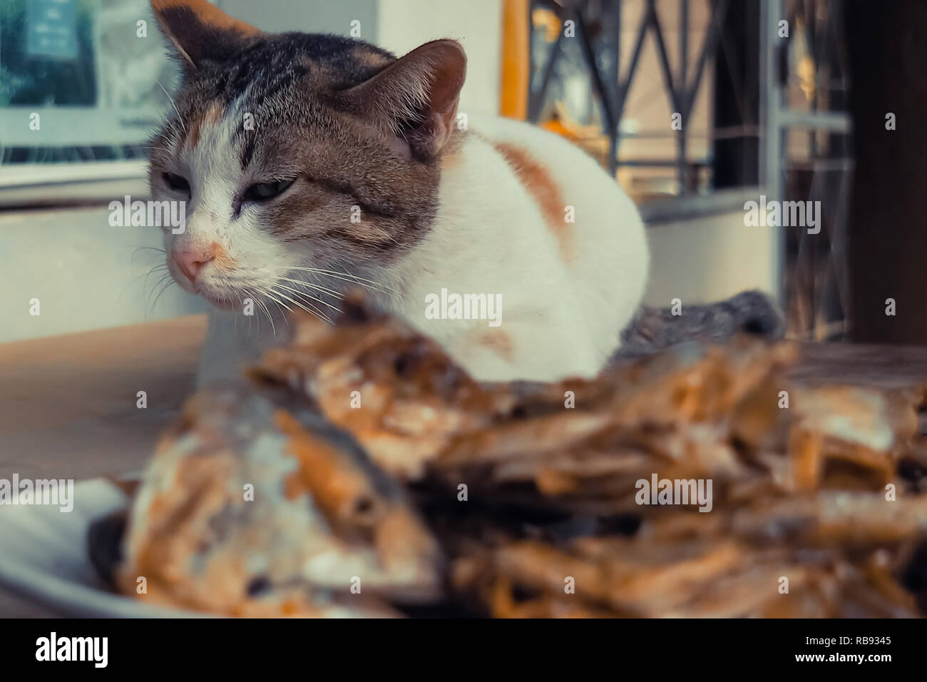 Sleeping cat watch deep Fried Fish Head Stock Photo - Alamy