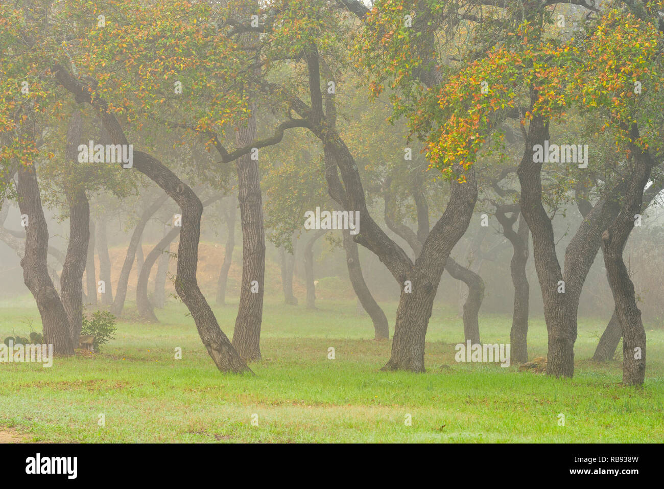 Oak trees in morning fog at Emerald Point Marina, Austin, Texas, USA ...