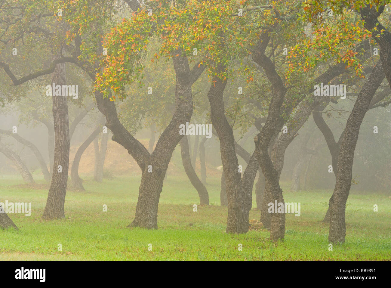 Live oak trees texas hill country hi-res stock photography and images ...