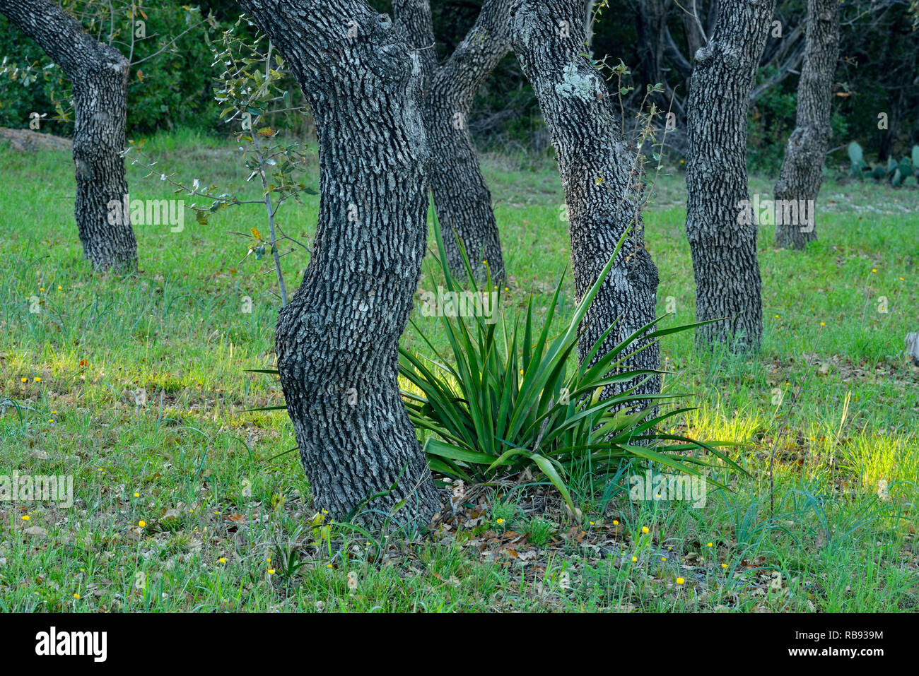 Austin texas moody hi-res stock photography and images - Alamy
