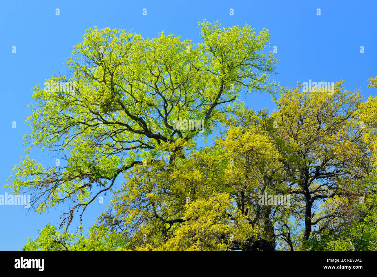 Oak trees with spring foliage, Pace Bend Lower Colorado Recreation ...