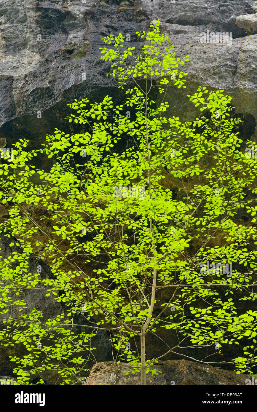 Spring foliage in Hamilton Creek gorge, Hamilton Pool Preserve Travis ...