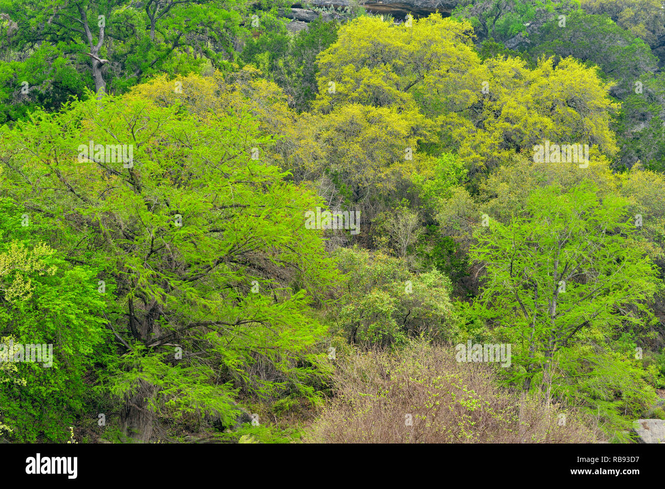 Spring trees overlooking the Pedernales River, Travis County, Texas ...