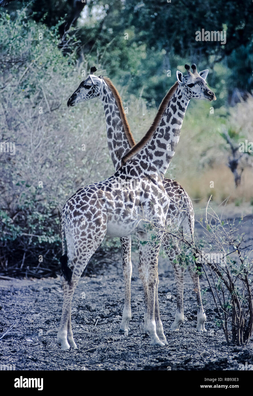Giraffe (Giraffa camelopardalis), Selous Game Reserve, Morogoro ...