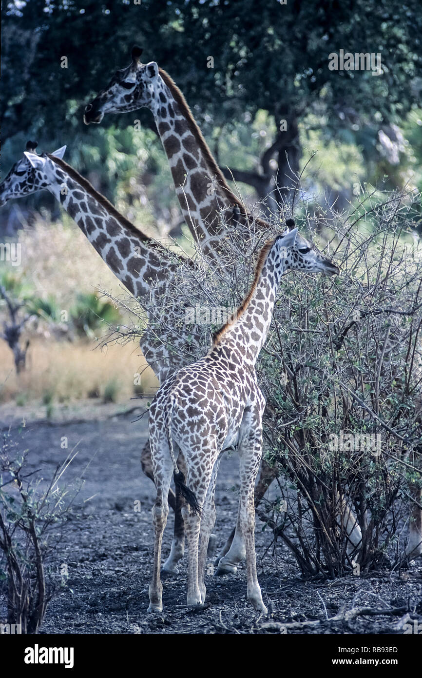 Giraffe (Giraffa camelopardalis), Selous Game Reserve, Morogoro ...