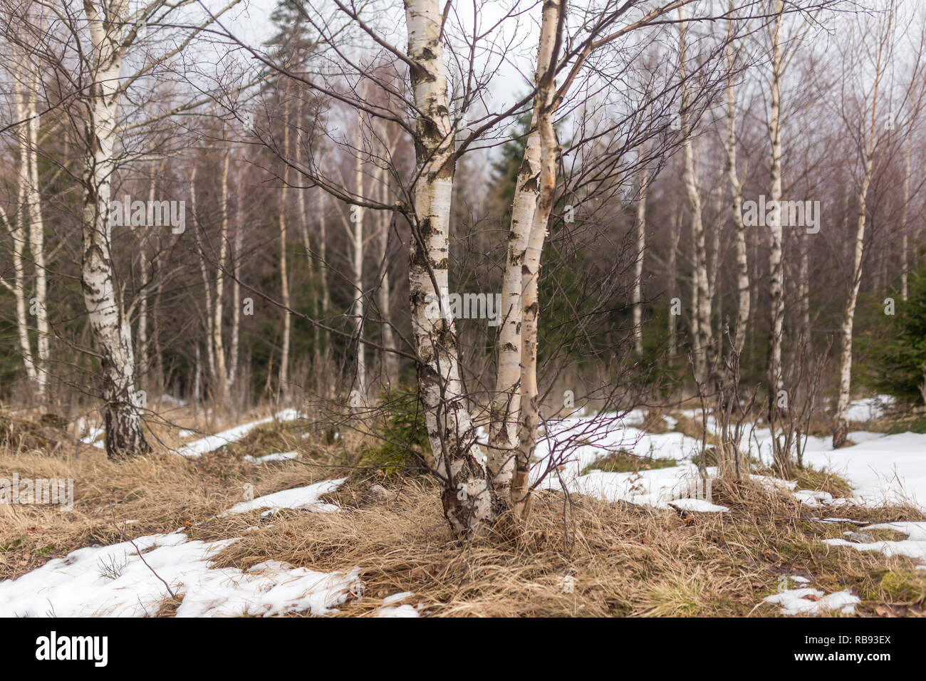 Early spring in birch forest Stock Photo - Alamy