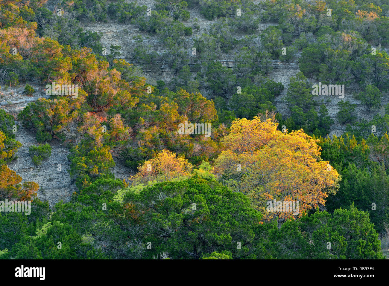 Texas hill country landscape juniper hi-res stock photography and ...