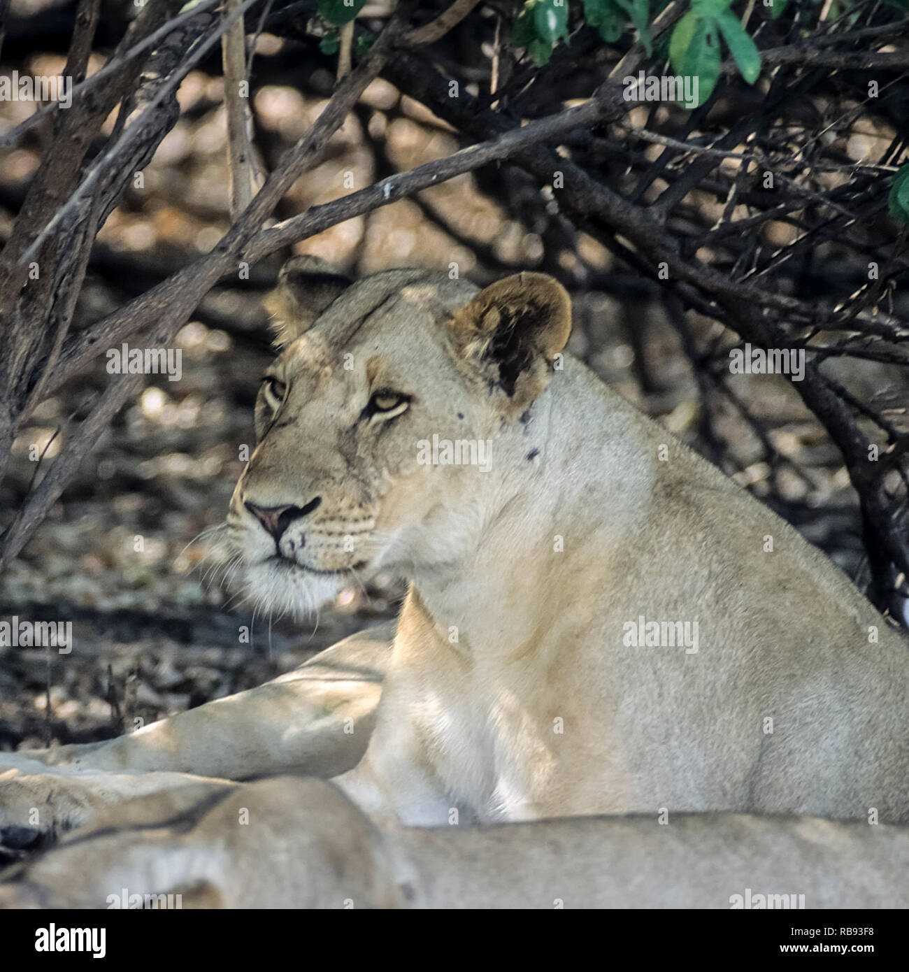 Lion (Panthera leo), Selous Game Reserve, Morogoro, Tanzania, Africa ...
