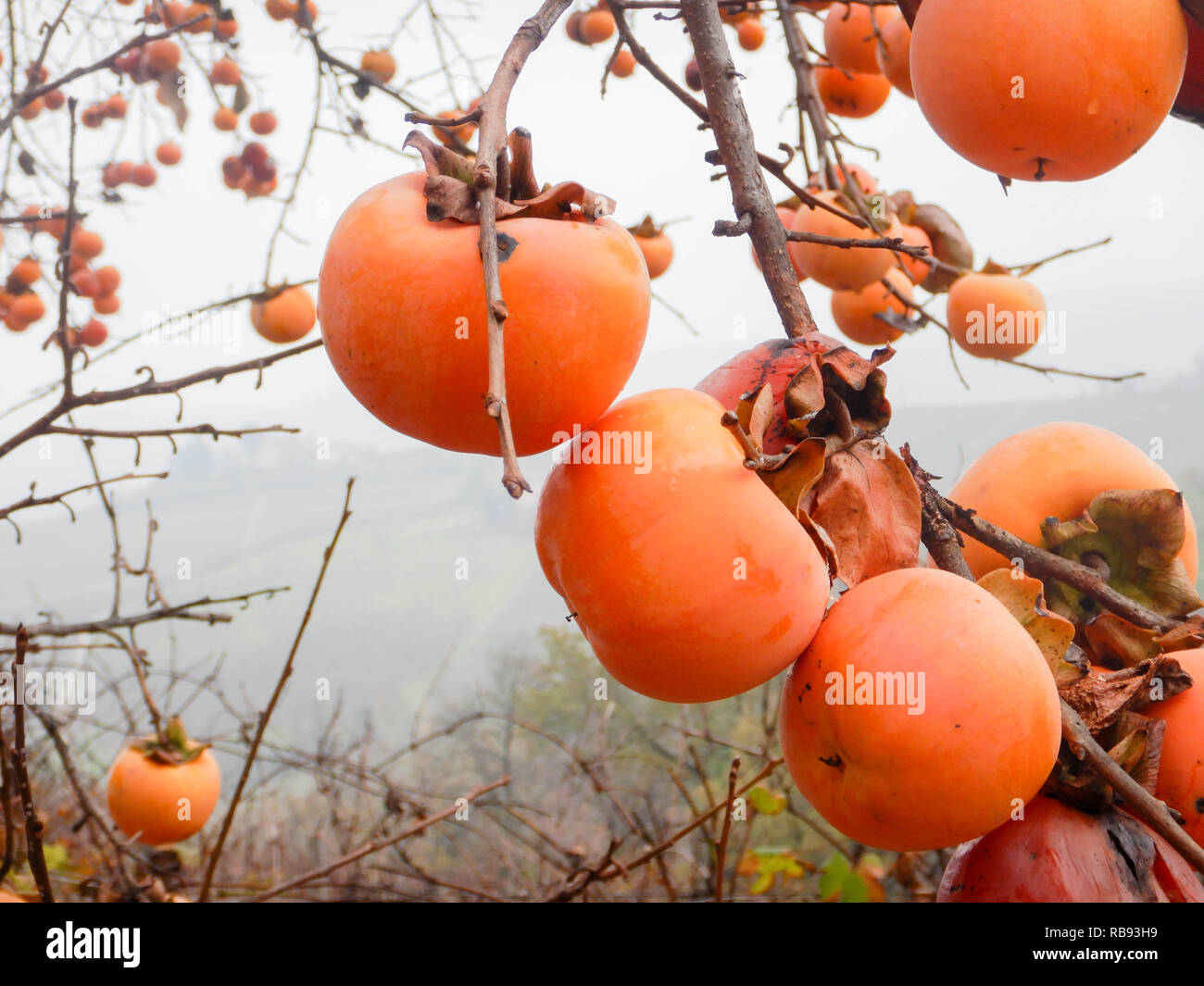 Persimmons hanging from the tree branch - Langhe, Piedmont Stock Photo - Alamy