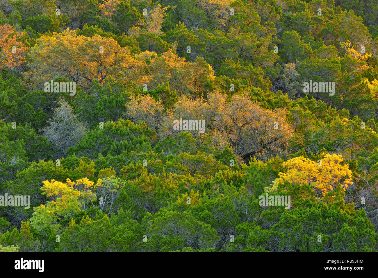 Texas hill country landscape juniper hi-res stock photography and ...