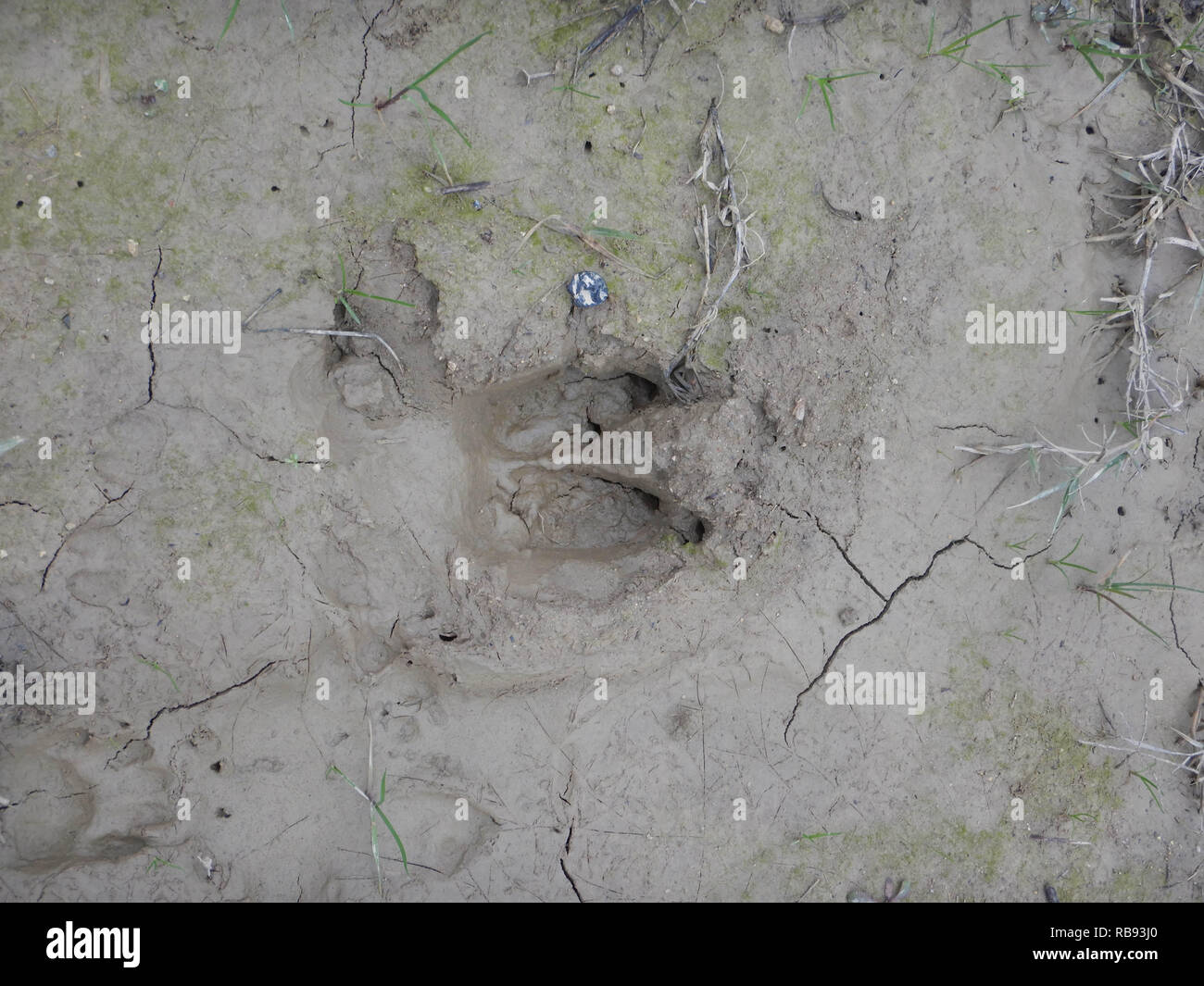 Some footsteps of the boar's legs Stock Photo - Alamy