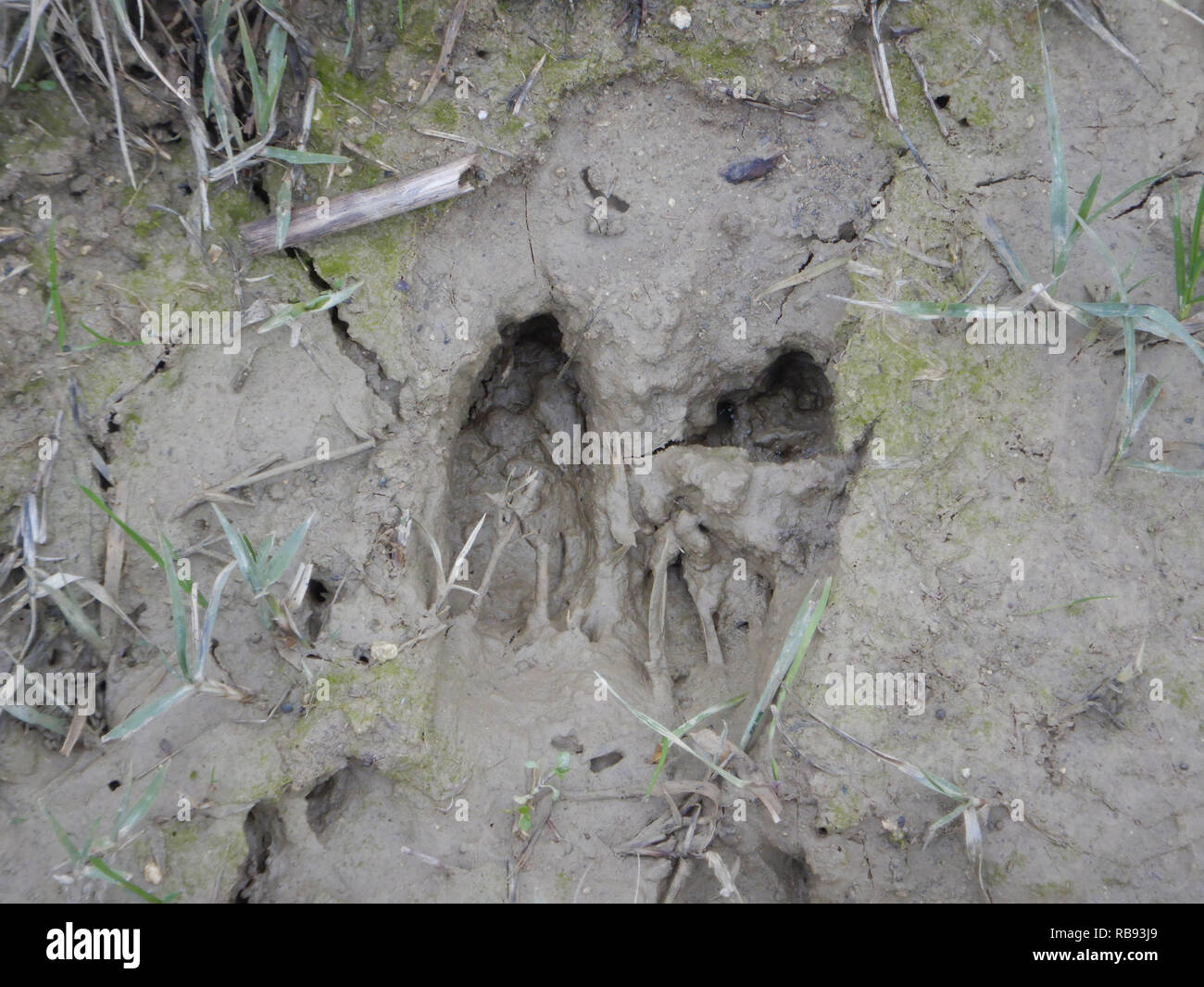 Wild boars traces hi-res stock photography and images - Alamy