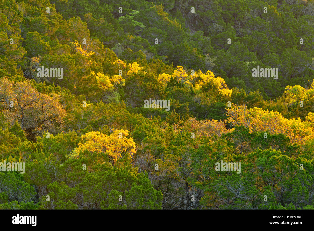 Texas hill country landscape juniper hi-res stock photography and ...