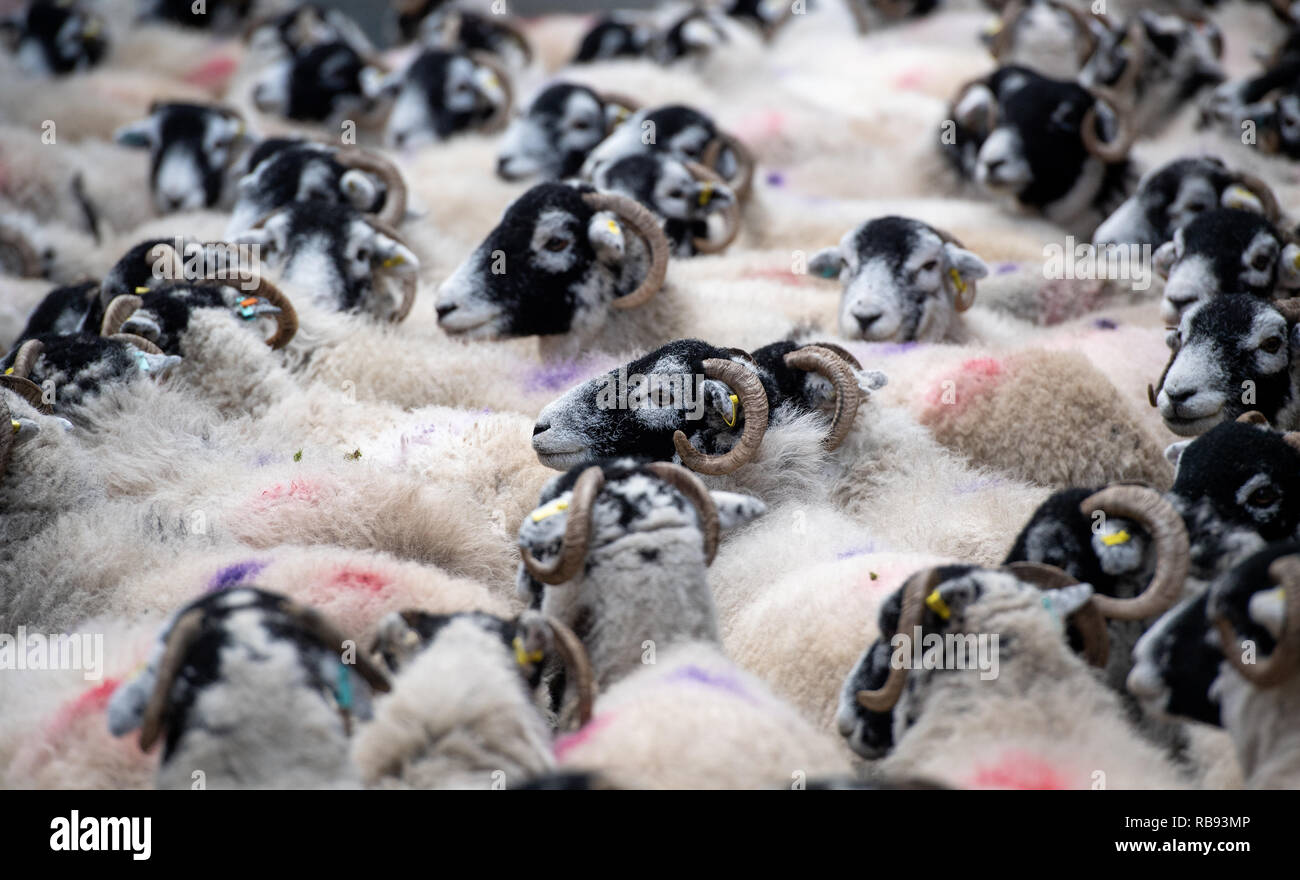Flock of swlaedale sheep in pens. Cumbria, UK Stock Photo - Alamy