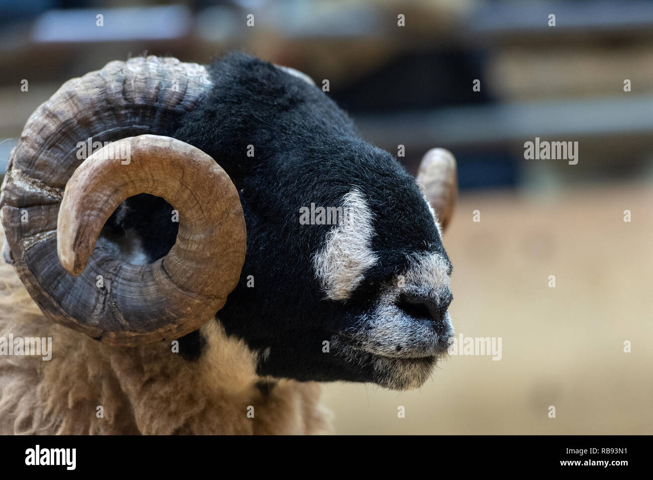 Bentham auction mart hi-res stock photography and images - Alamy