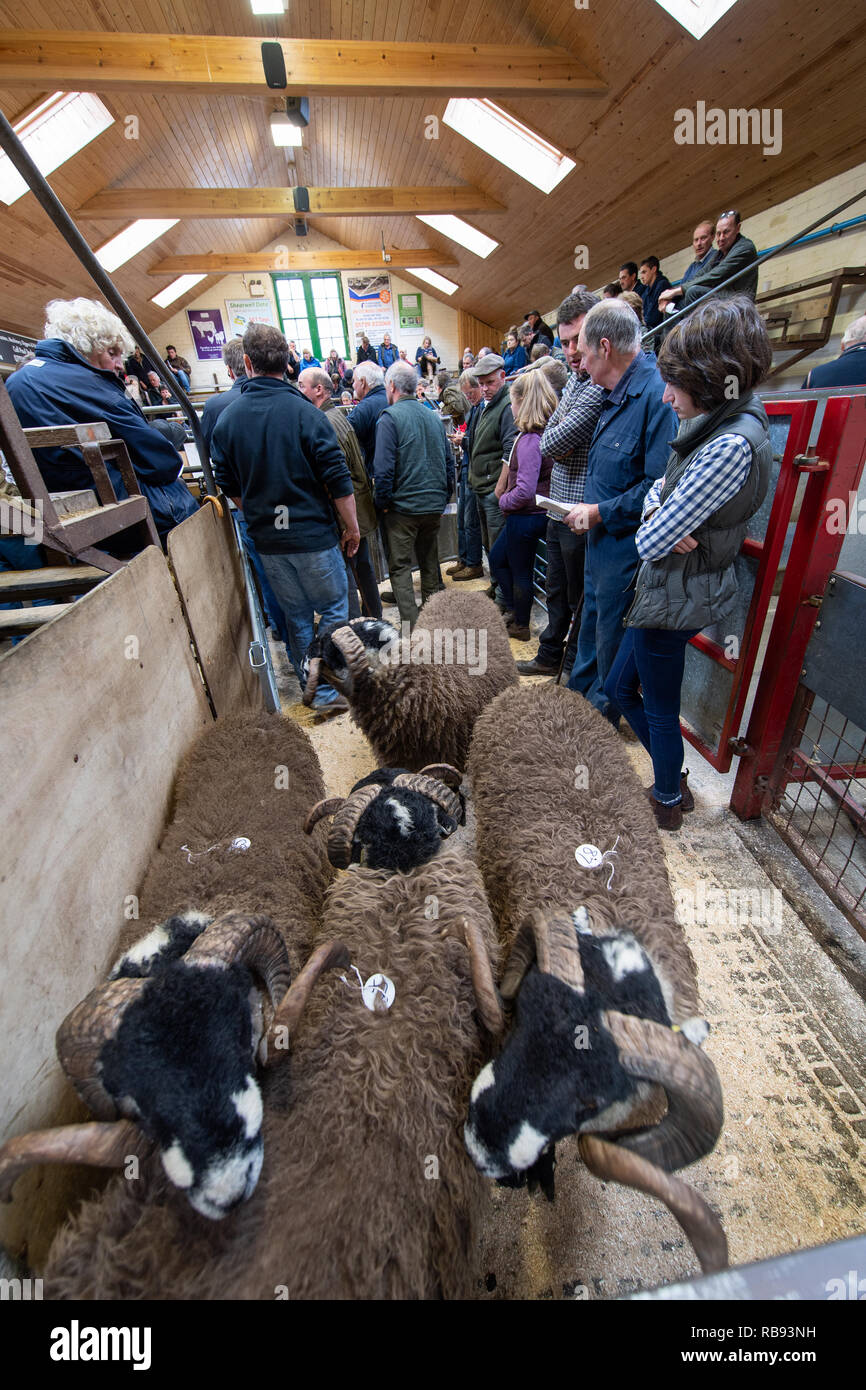 Selling Dalesbred rams at the annual autumn sale held at Bentham ...