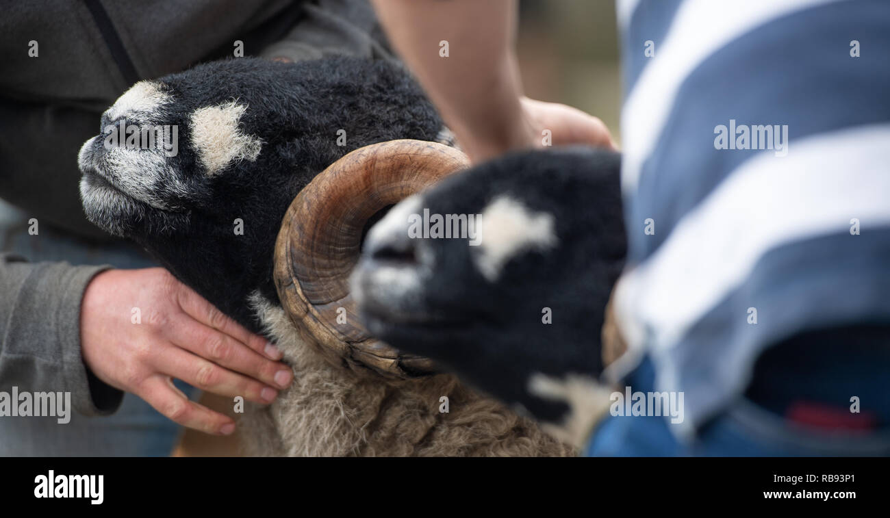 Dalesbred ram hi-res stock photography and images - Alamy