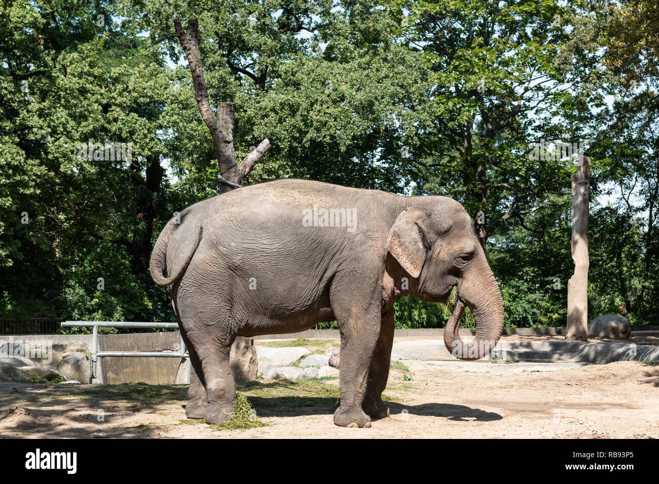 Elephant trees hi-res stock photography and images - Alamy