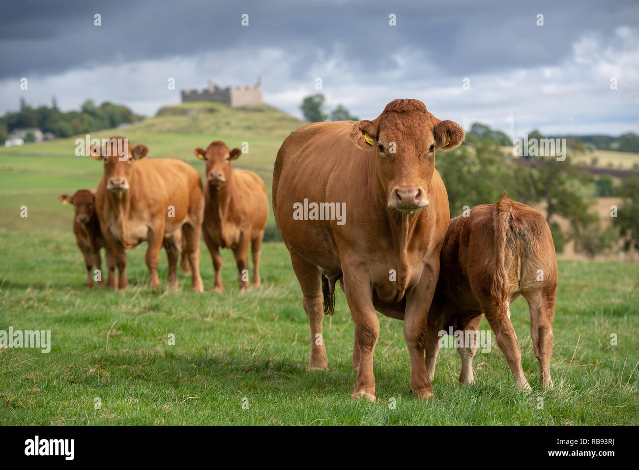 Herd of Limousin beef cattle in pasture in Scottish Borders, Scotland ...