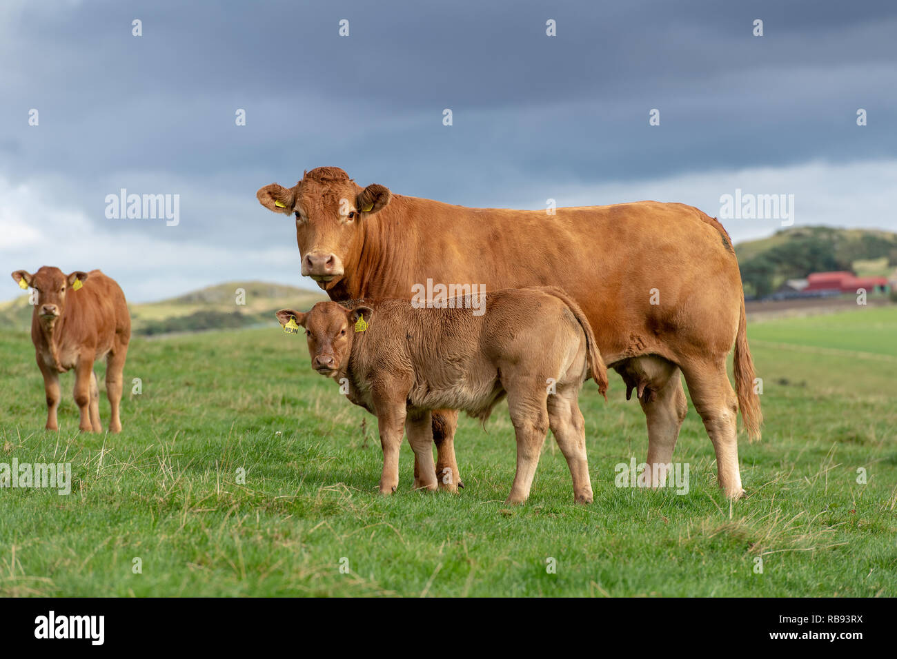Limousin beef cattle scotland hi-res stock photography and images - Alamy
