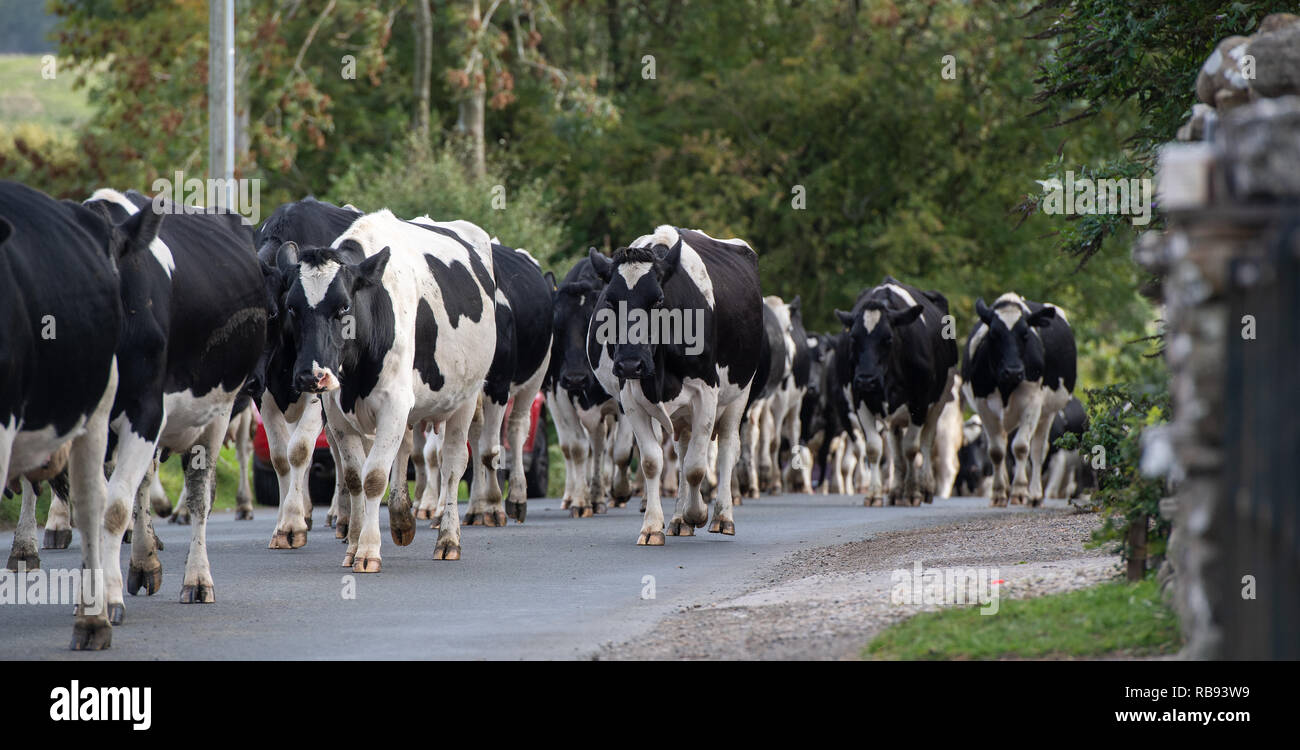 Farmer moving dairy cattle along a rural road for milking. Askrigg ...