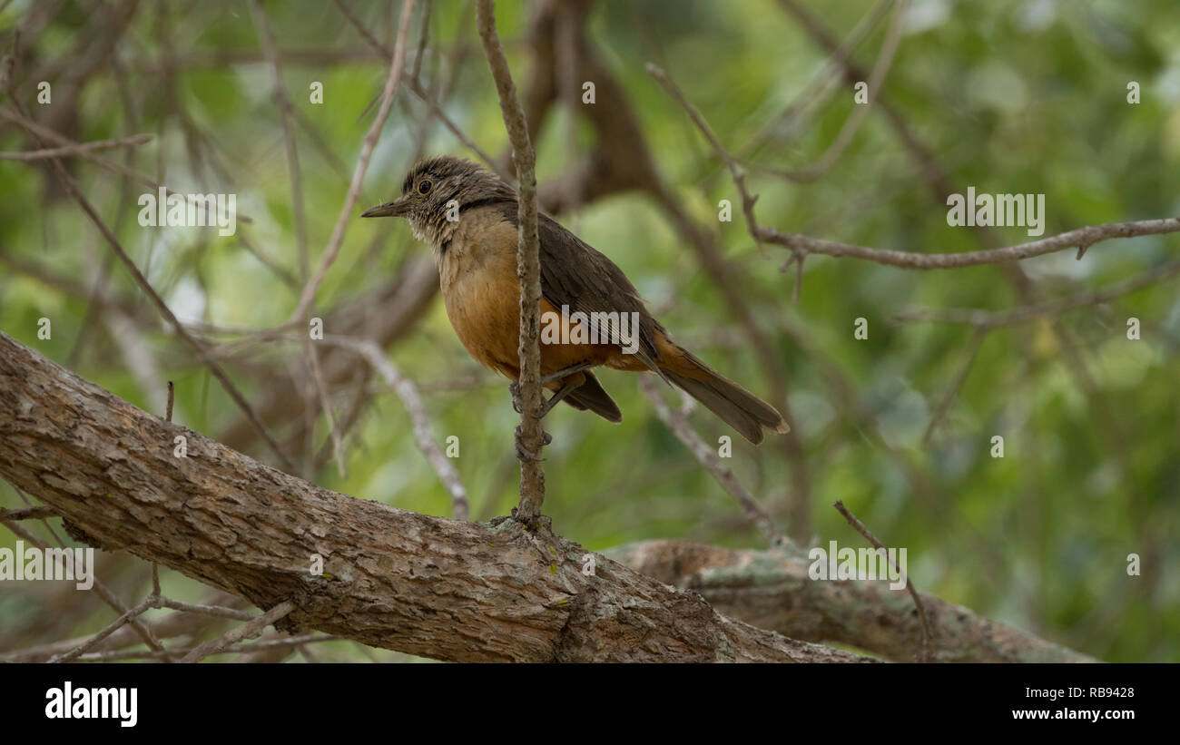 Rufous bellied thrush bird hi-res stock photography and images - Alamy