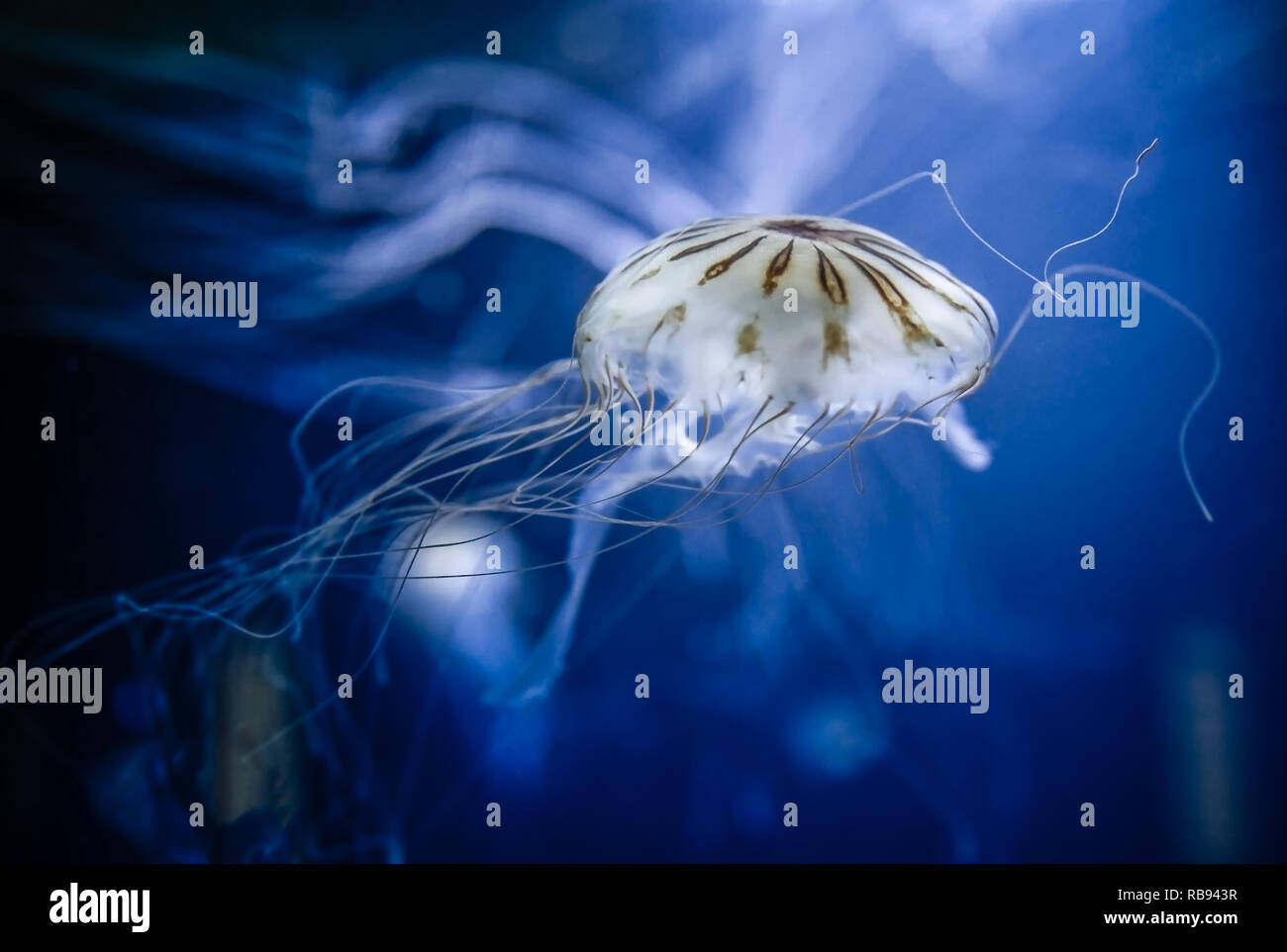 Compass Jelly fish at Berlin zoo Stock Photo - Alamy