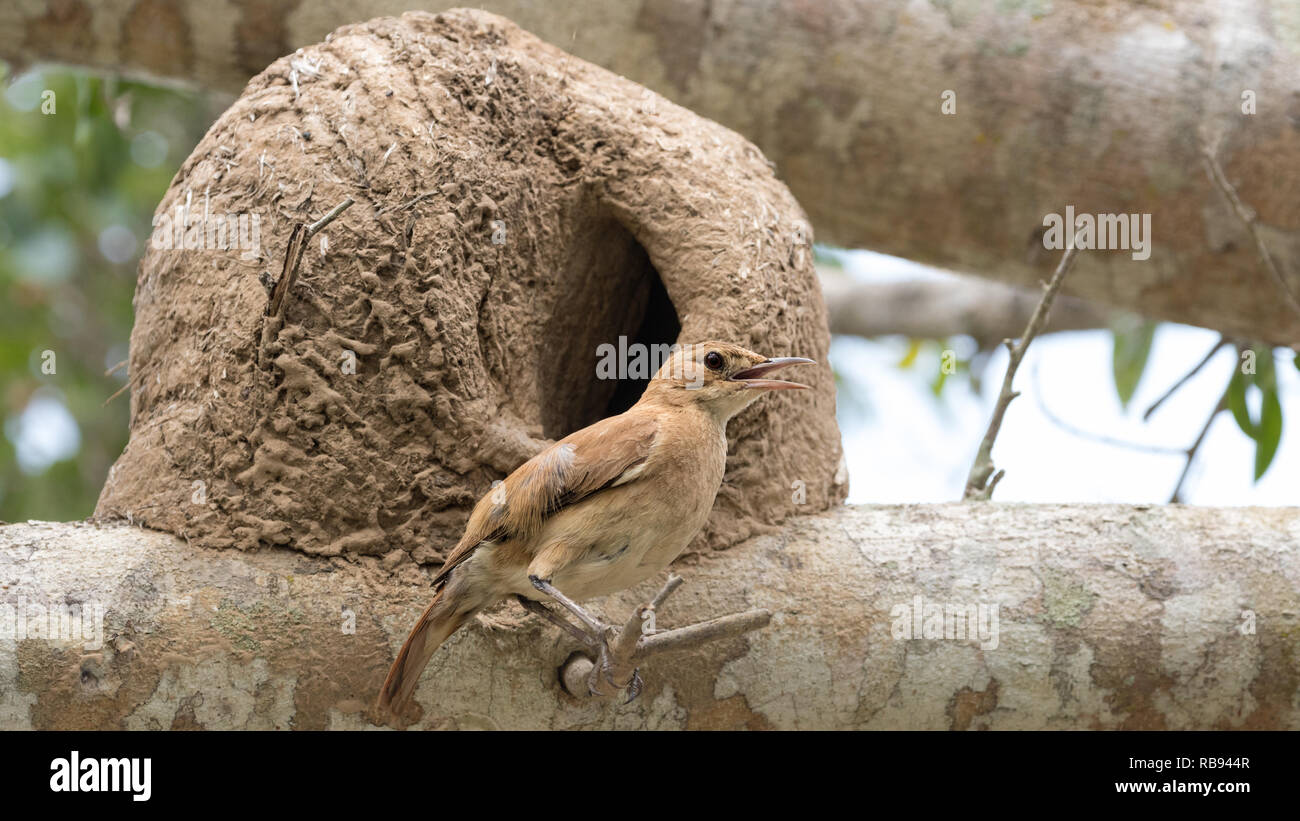 Rufous hornero hi-res stock photography and images - Alamy