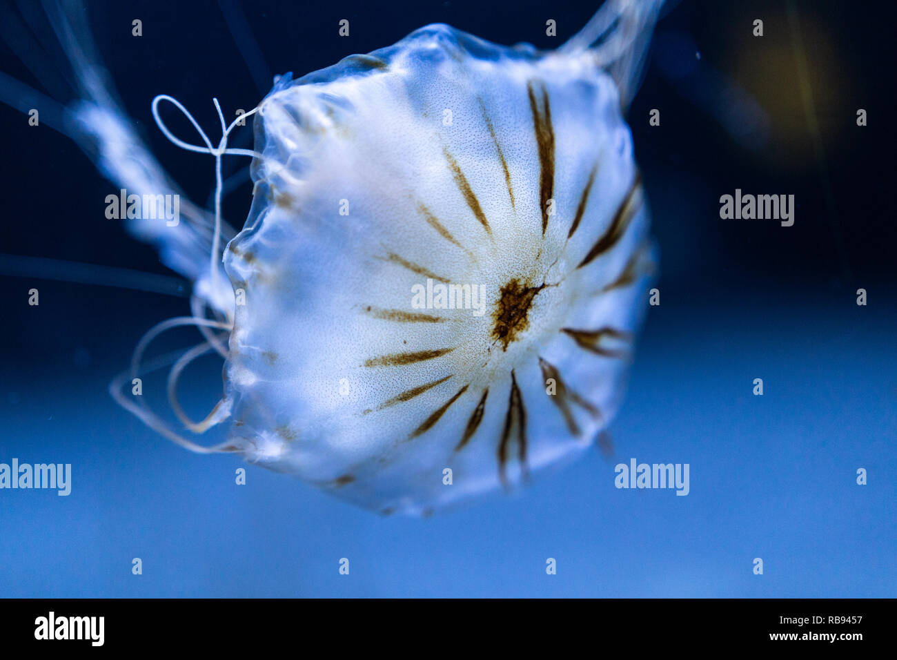 Compass Jelly fish at Berlin zoo Stock Photo - Alamy